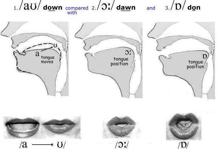 Vowels / diphthongs; ow, aw, o in down, dawn, don - The Voice Cafe