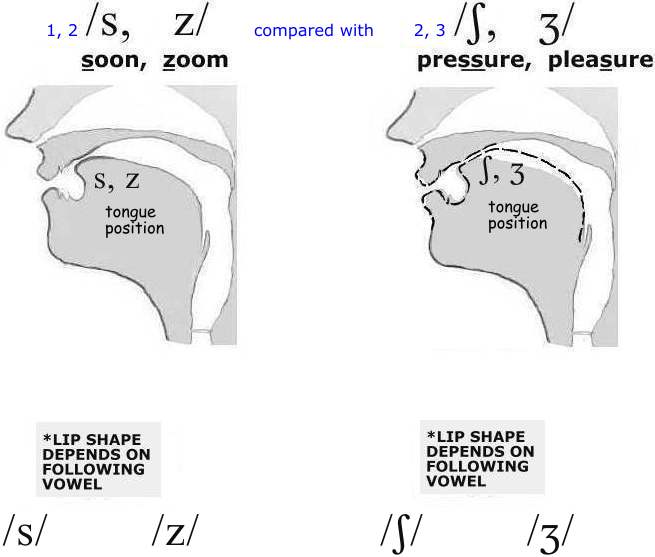 Consonants; s, z, ss, s in soon, zoom, pressure, pleasure - The Voice Cafe